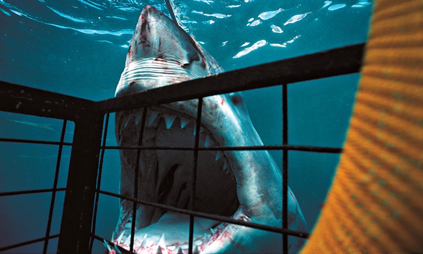 Here's How to Survive a Face-to-Face Encounter With a Shark - Sharp ...