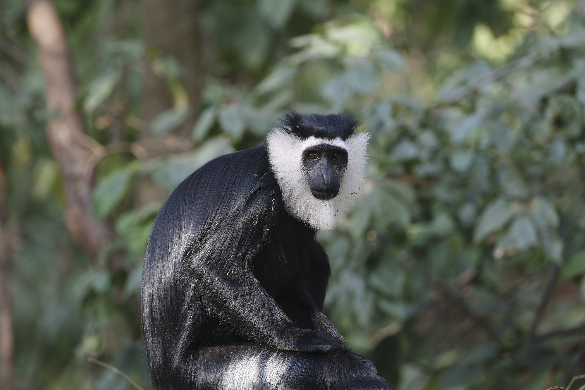 How To Save a Rainforest, With Rolex Award Winner Inza Koné - Sharp ...